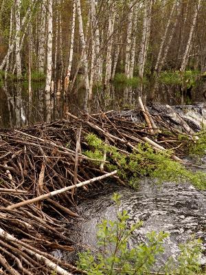 Древние бобры начали строить плотины из-за похолодания